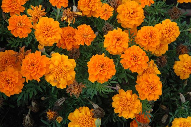 Kadifice, grmolike (Tagetes patula)