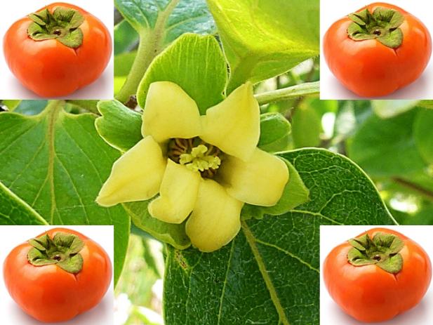 KAKI - JAPANSKA JABUKA - sjeme