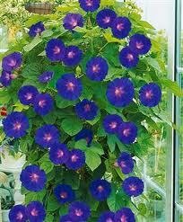 Ladolež ili ukrasni slak nebo plave boje 30 sjemenki..