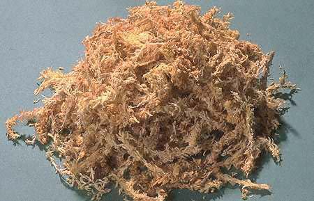 Mahovina(zemlja) za biljke mesožderke i orhideje