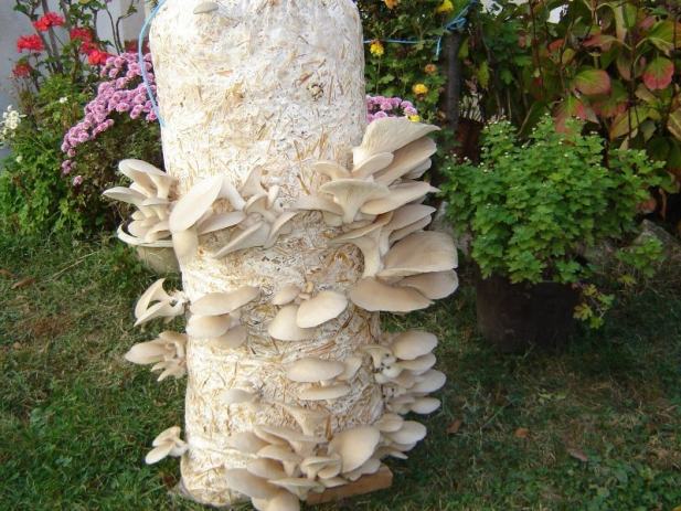 Micelij za uzgoj gljive bukovače