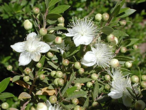 Myrtus communis / mirta - mrča / 150 sjemenki