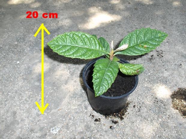 NEŠPULA - JAPANSKA MUŠMULA - sadnice