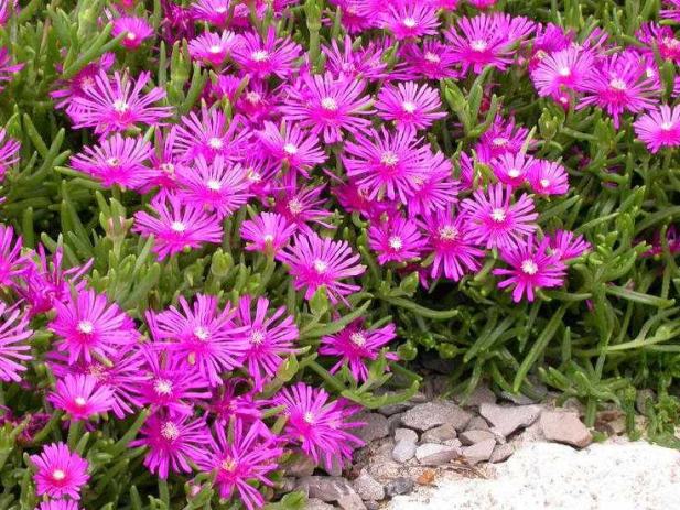 Pustinjska ruža (Delosperma cooperi) / Trajnica za kamenjar *SADNICE*