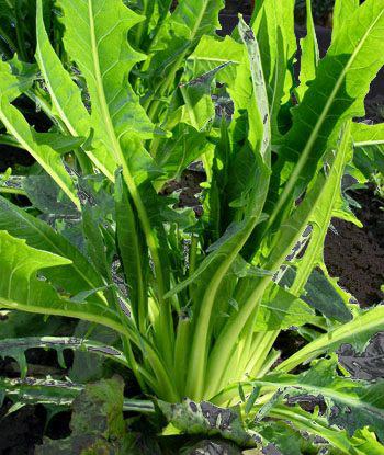 Radić katalonski / Ljekovita povrtnica / Sjeme