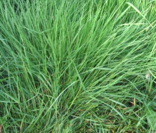 Rosulja obična (agrostis tenuis) sjeme
