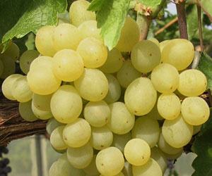 Sadnice, cijepovi vinove loze, grožđe, vinsko, stolno, otporne sorte