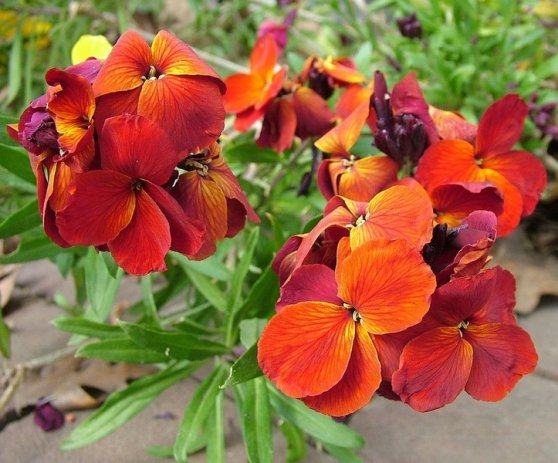 Šarenocvjetni šeboj / Cheiranthus mix / Domaće sjeme