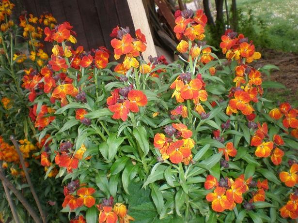 Šeboj,Fajgl - cheiranthus cheiri