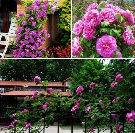 Sjeme PRINCEZE MEĐU RUŽAMA - ATRAKTIVNE RUŽE PENJAČICE