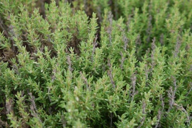 TIMIJAN THYMUS VULGARIS LJEKOVITI ZAČIN / TRAJNICA / sjeme