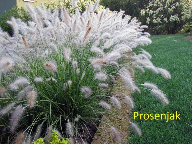 Trajnice i ukrasne trave