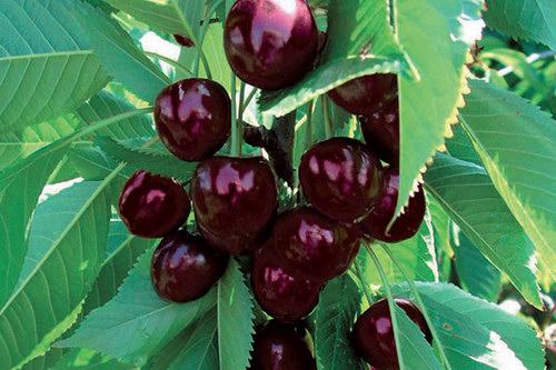 Trešnja Stella - sadnice