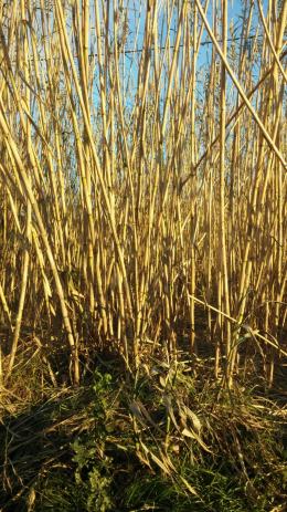 TRSKA - TRSTIKA - KOLCI ZA POTPORANJ VOĆKAMA I POVRĆU