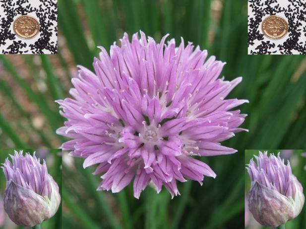 Vlasac - Začinska biljka - sjeme