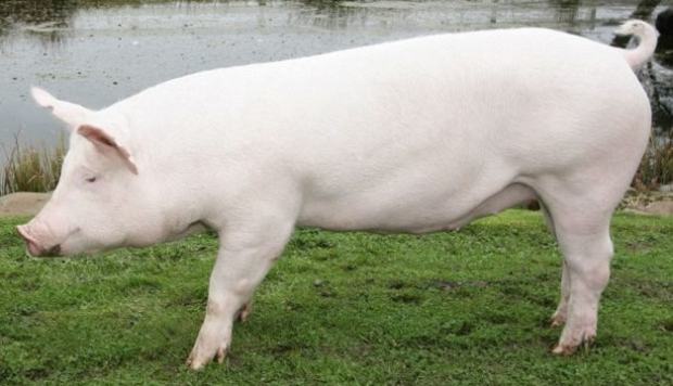 Svinja od 130 kilograma
