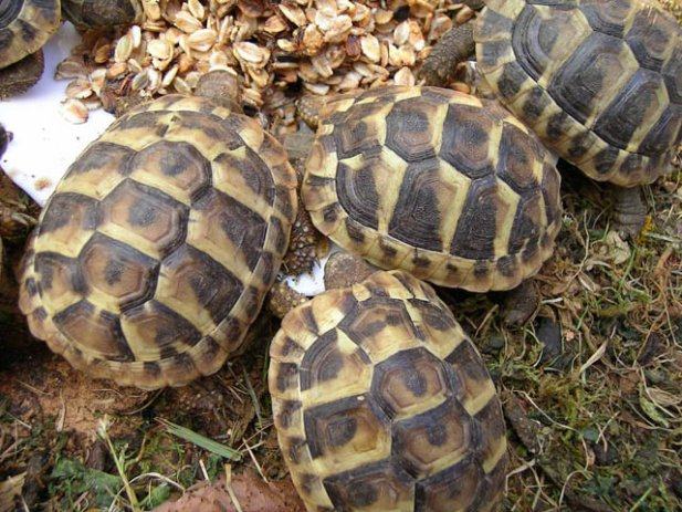 Kopnena kornjača - čančara