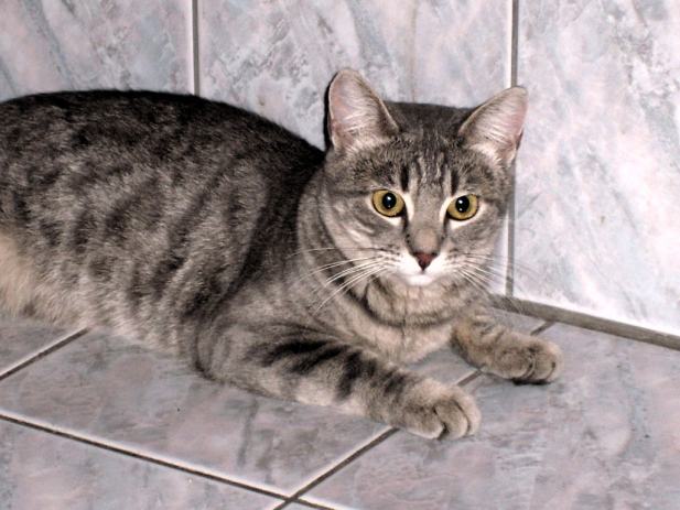 Sushi - Mlada siva tigrasta mačka!