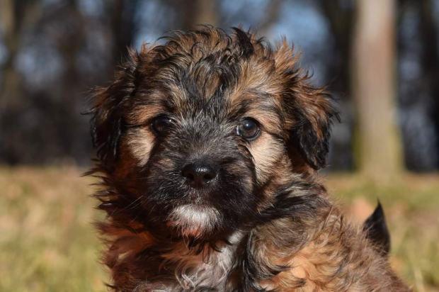 MALI ČUPAVI ŠTENAC hitno treba dobar dom, malog rasta idealan za stan