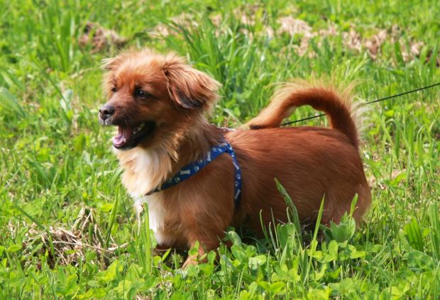 Predivni i umiljati mali psi na poklon