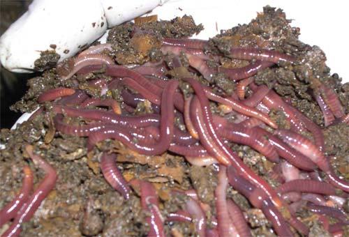 kalifornijske gliste