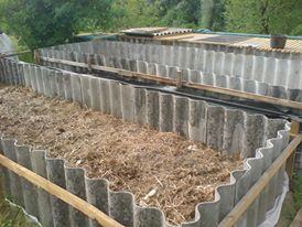 kalifornijske gliste