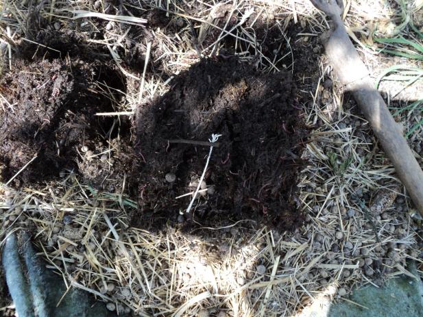 kalifornijske gliste