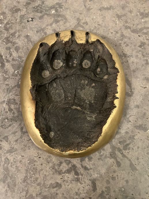 MEDVJEĐA ŠAPA U BRONCI