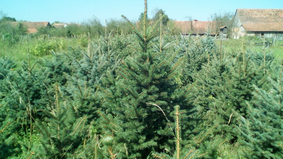 Božićna drvca - Prodajem srebrne smreke