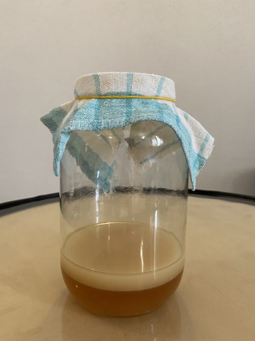 Kombucha “gljiva” iliti SCOBY (simbiotic colony of bacteria and yeast)