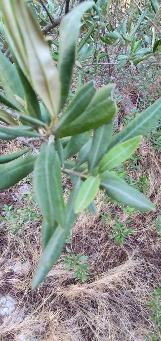 Divlja Maslina list (Olea europaea) folium
