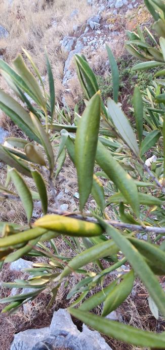 Divlja Maslina list (Olea europaea) folium