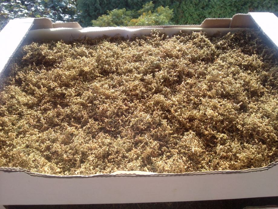 SLATKI PELIN - Artemisia Annua - ČAJ, TINKTURA, EKSTRAKT