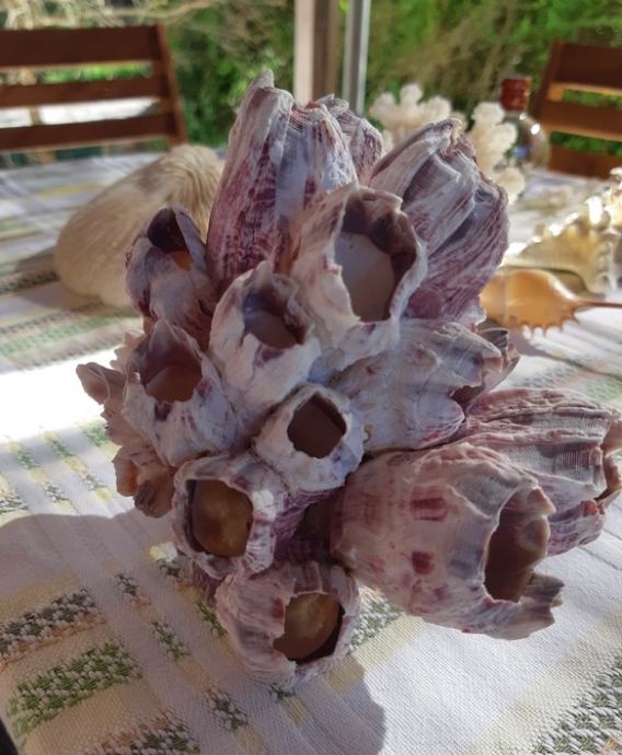 Barnakul Megabalanus tintinnabulum