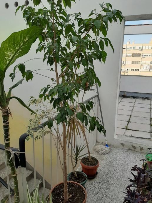 Fikus Benjamin 2 metra