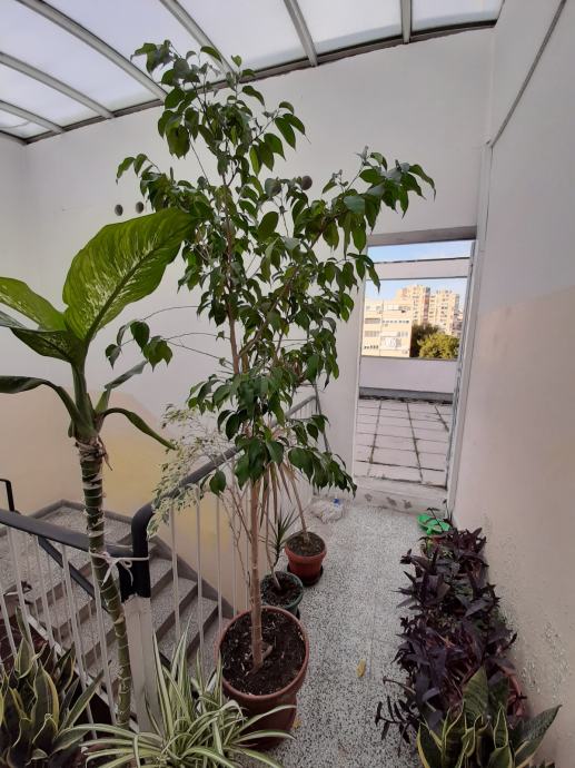 Fikus Benjamin 2 metra