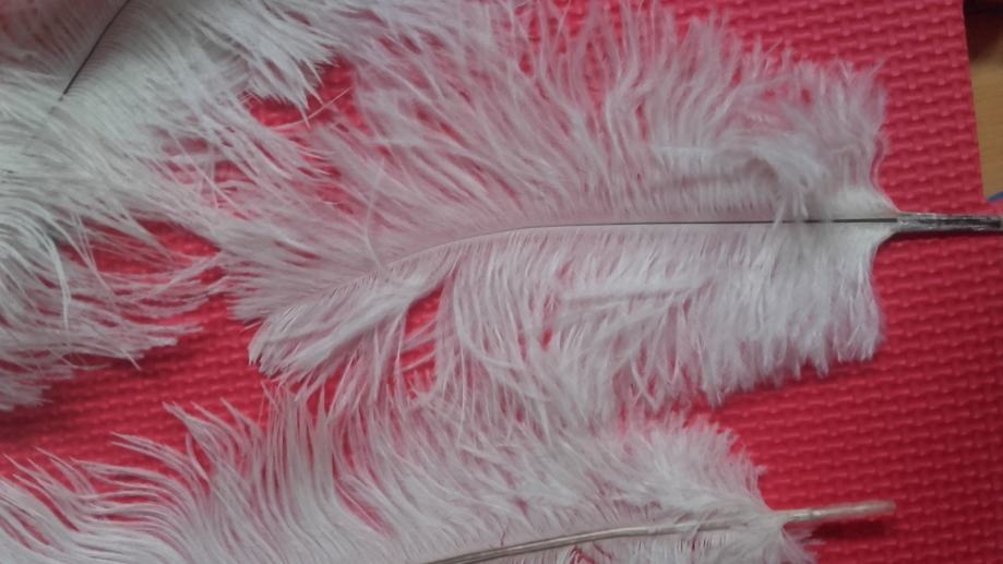 Nojevo perje za aranzmane