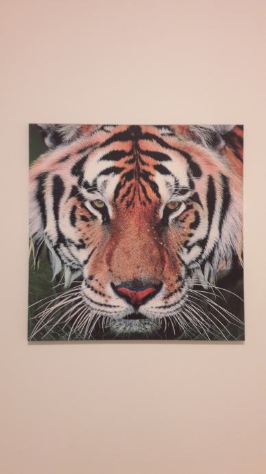 SNIŽENO! Slika - tigar, 60x60 cm