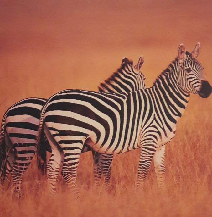 SNIŽENO! Slika - tigar, 60x60 cm