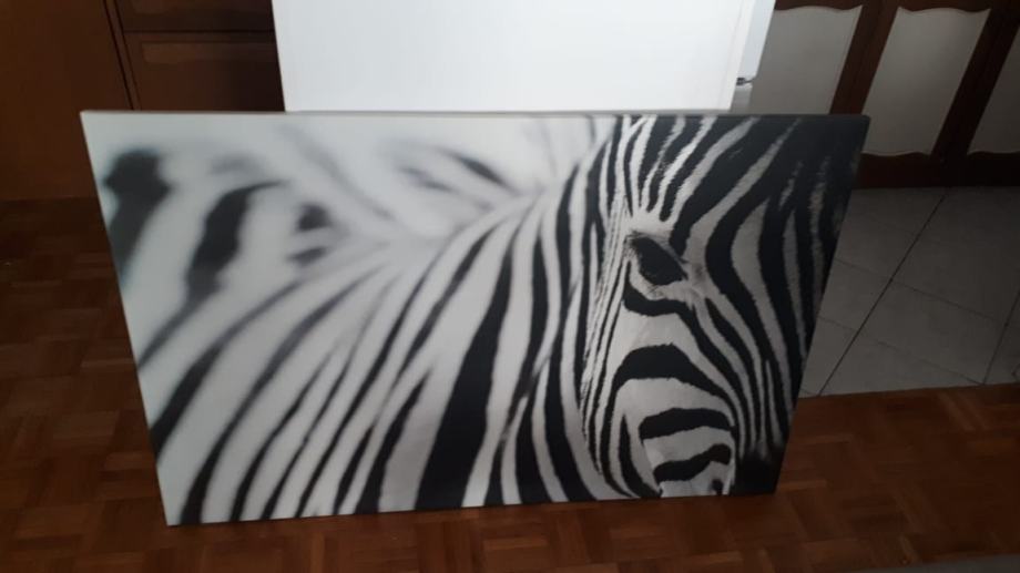 Slika zebra