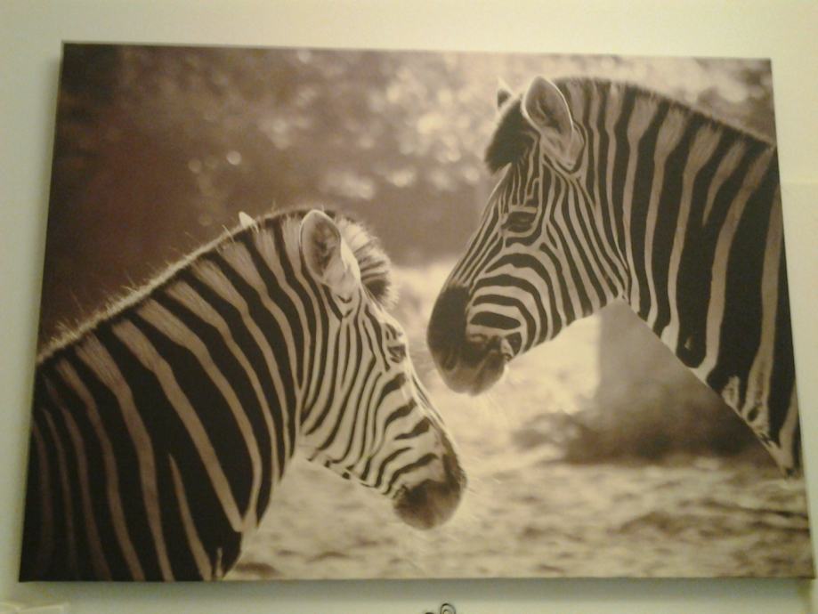 slika zebra