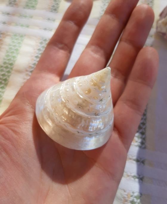 Školjka Trochidae - Tectus niloticus pearl