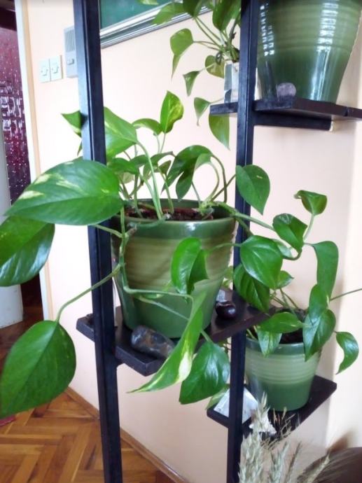 Zlatni puzavac, Scindapsus, Epiprenum Pothos više komada kućno bilje