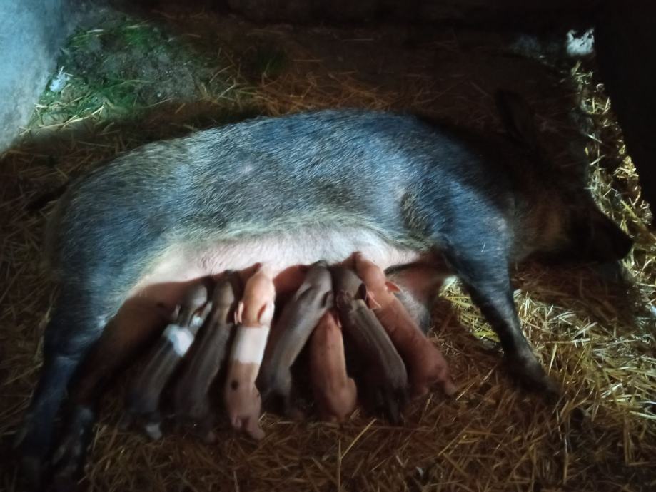 Divlja krmaca s prascicma