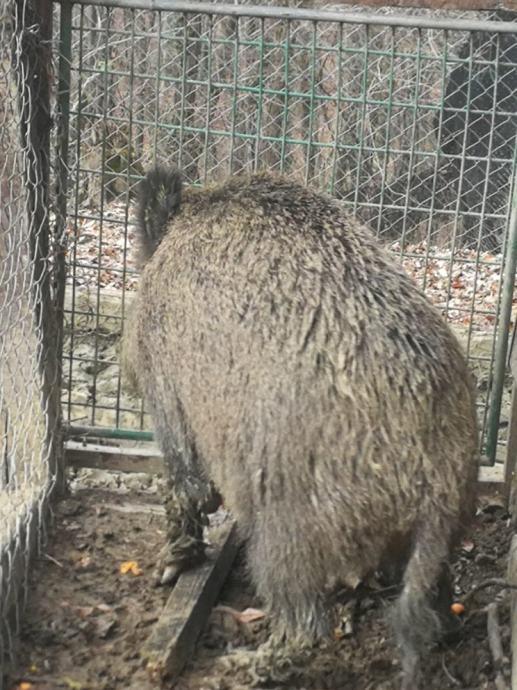 Divlja krmača
