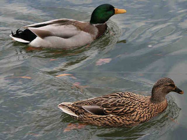 DIVLJA PATKA (mali pacici)