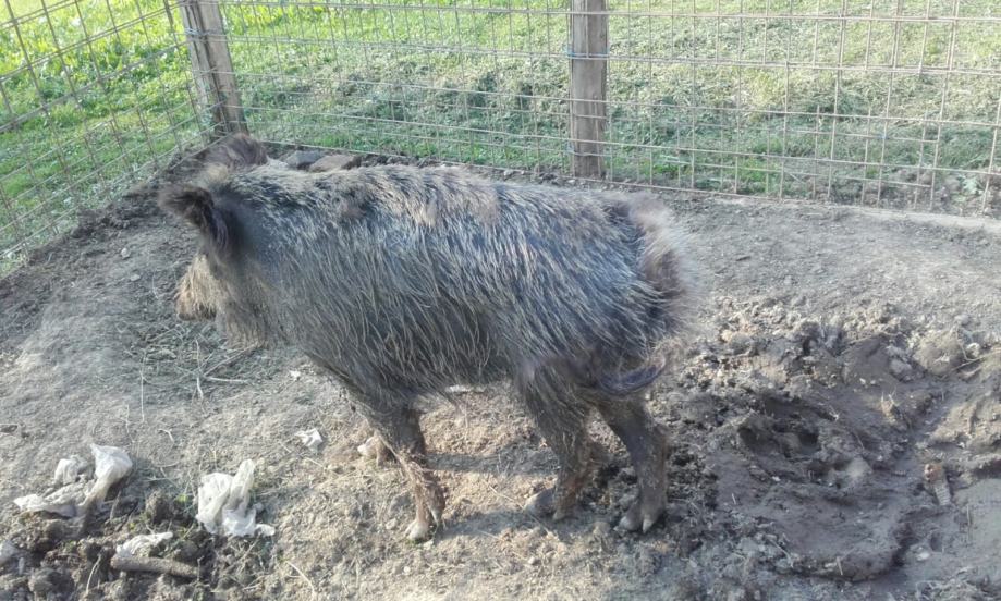 Divlja svinja - krmaca