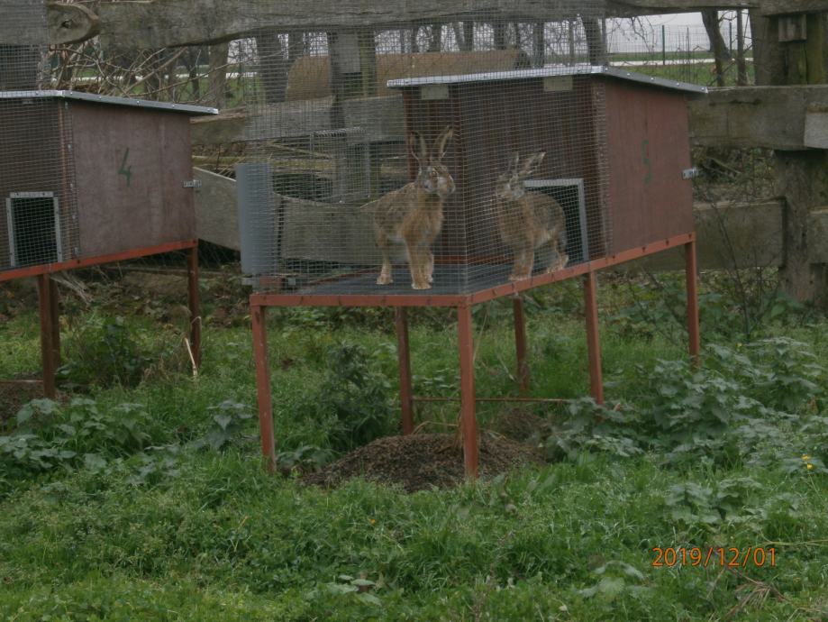 Divlji zečevi iz kaveznog uzgoja