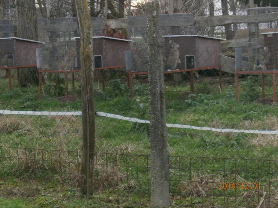 Divlji zečevi iz kaveznog uzgoja