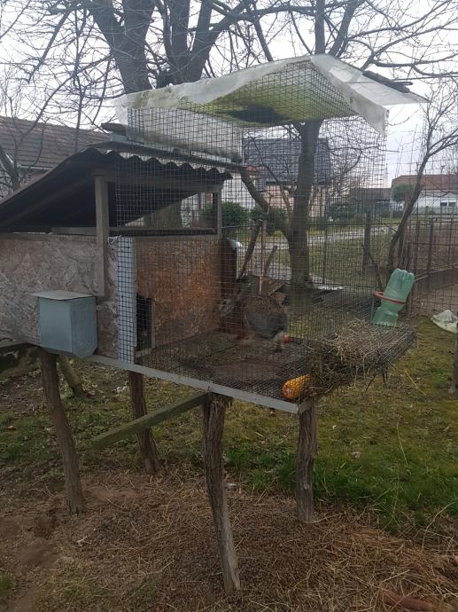 Divlji zečevi